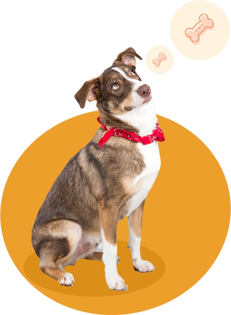 Dog Auction Company in Missouri | Heartland Sale | Home